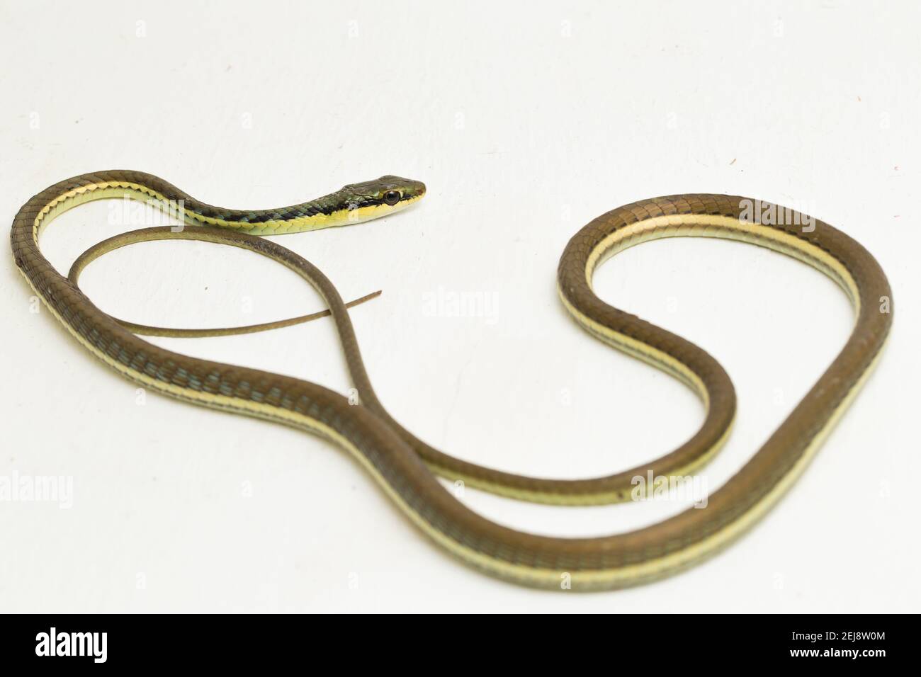 Painted bronzeback snake (Dendrelaphis pictus) isolated on white ...