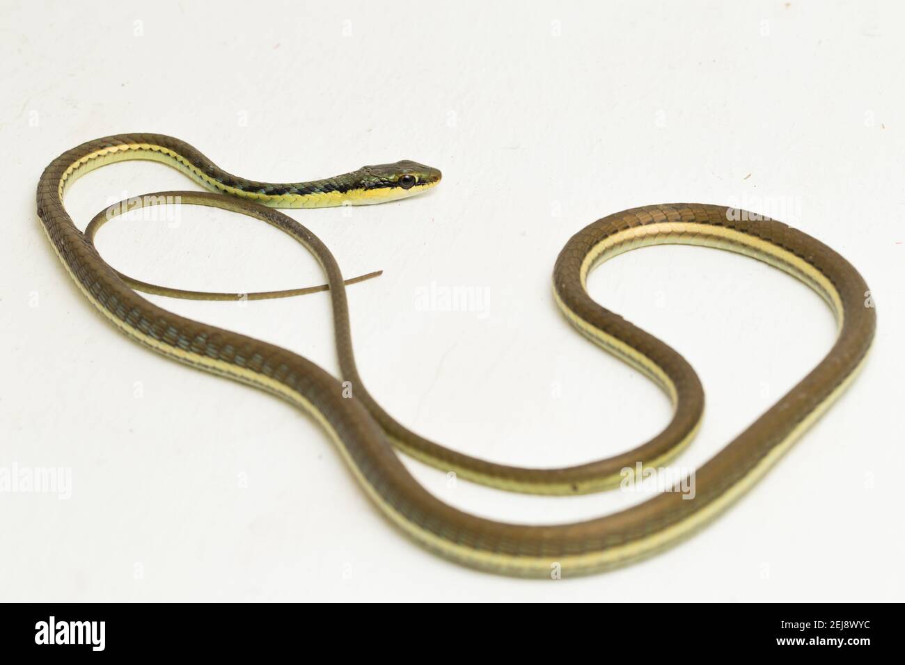 Painted bronzeback snake (Dendrelaphis pictus) isolated on white ...