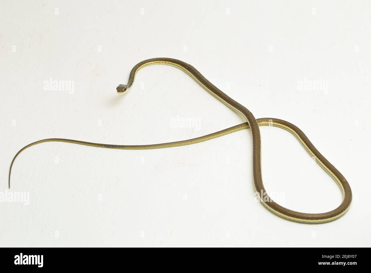 Painted bronzeback snake (Dendrelaphis pictus) isolated on white ...
