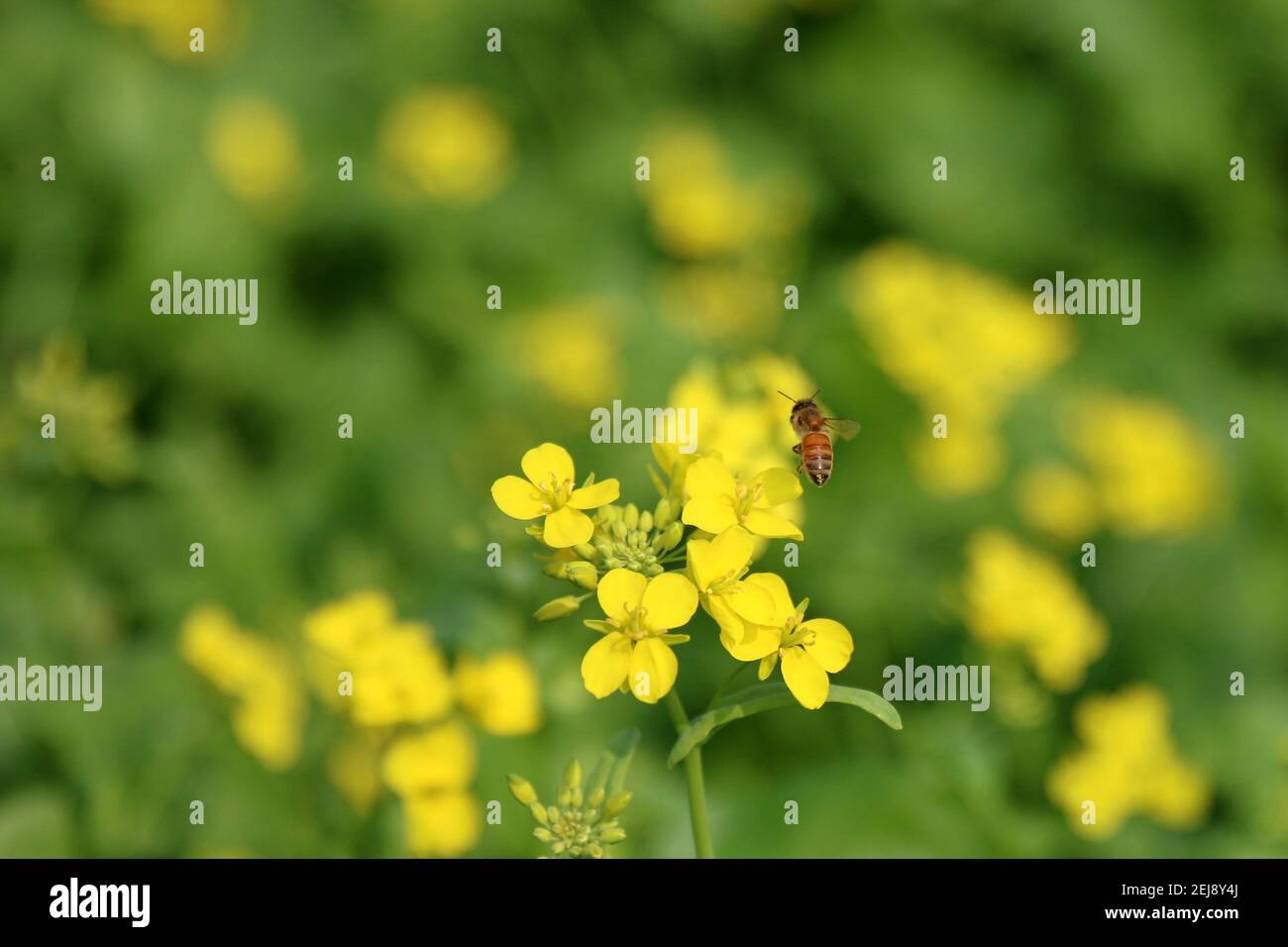 A honey bee collects nectar and pollen at a mustard field in Munshiganj ...