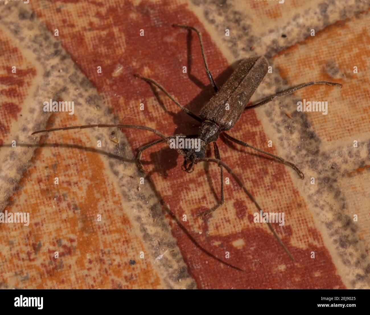 Family vesperidae hi-res stock photography and images - Alamy