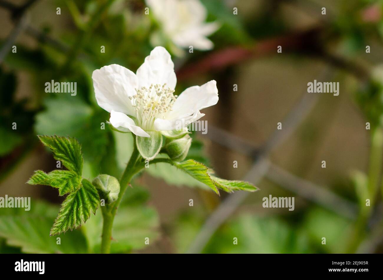 Raspberry flowers blooming in the bush Stock Photo - Alamy