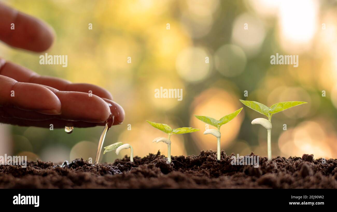 Growing crops on fertile soil and watering plants, including showing ...