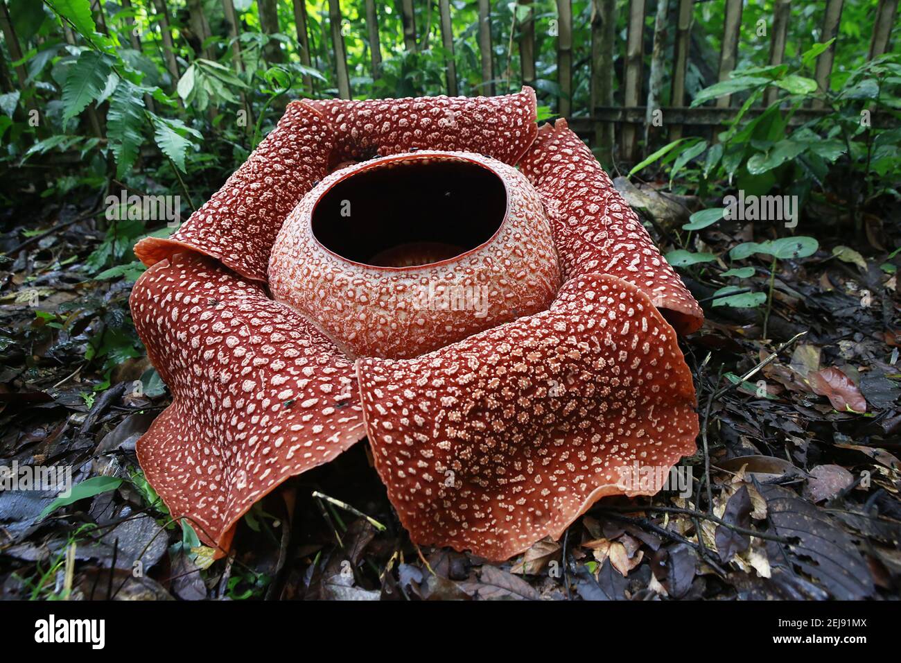 Rafflesia flower is blooming in Bukit Barisan Selatan National Park, at ...