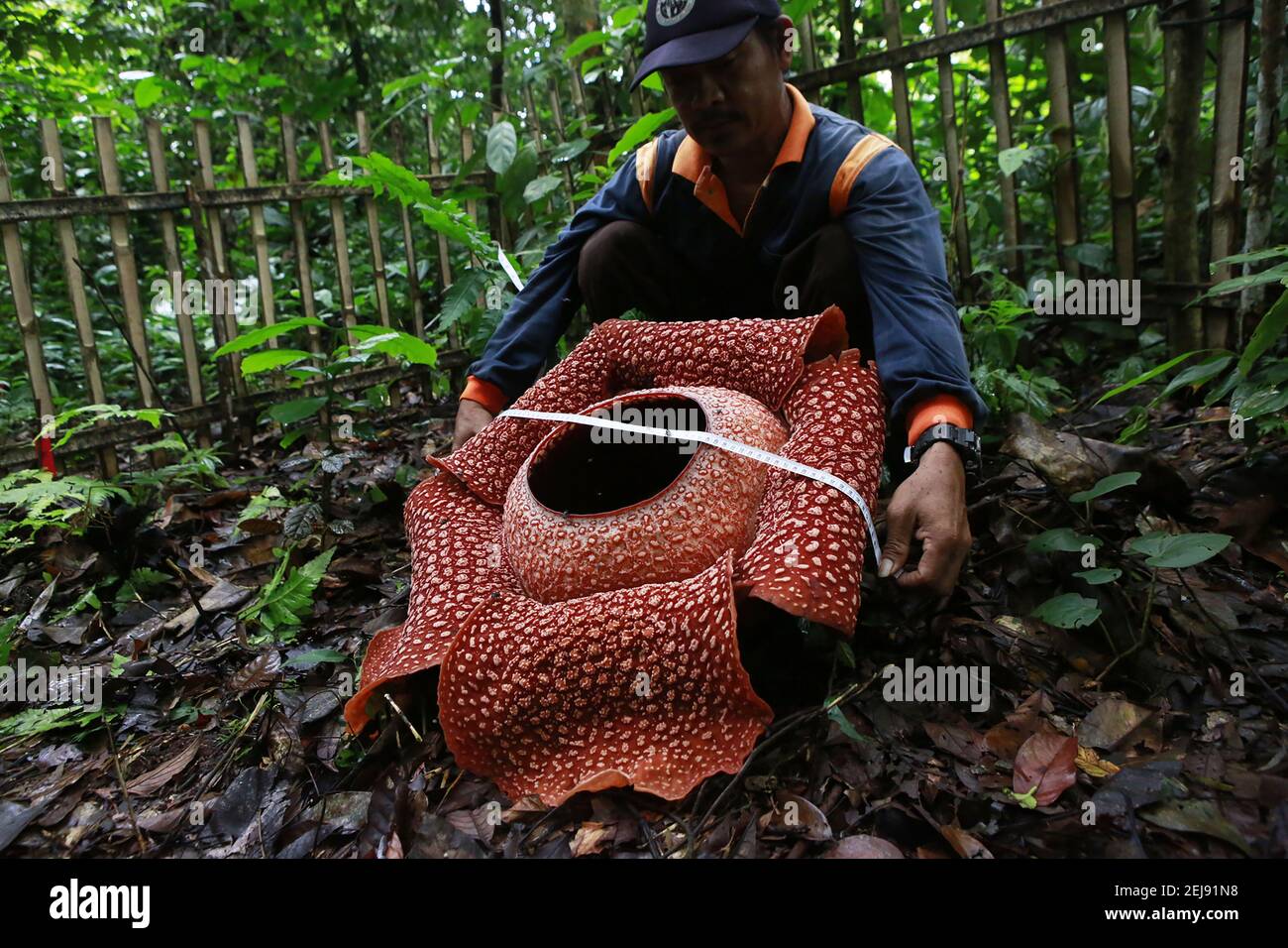 Forest Ecosystem Controlling Officer (PEH) of Bukit Barisan Selatan ...