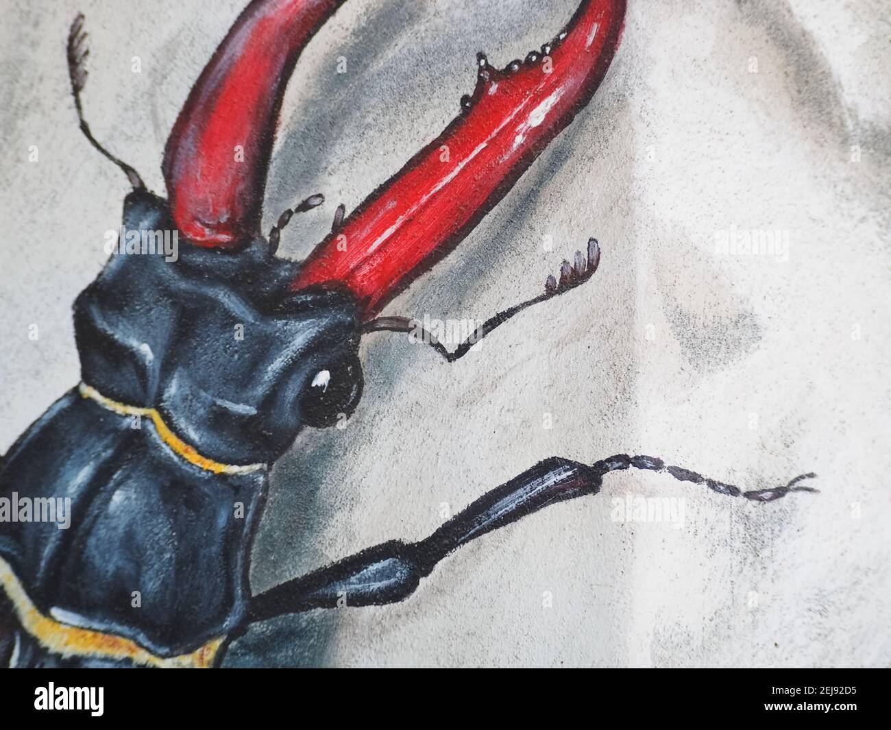 Street art in Duesseldorf - Graffiti of an insecct, beetle stag Stock ...