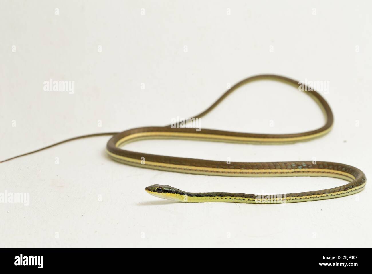 Painted bronzeback snake (Dendrelaphis pictus) isolated on white ...
