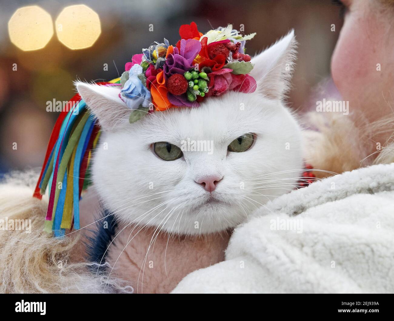 A cat dressed in a traditional outfit takes part during the Orthodox ...