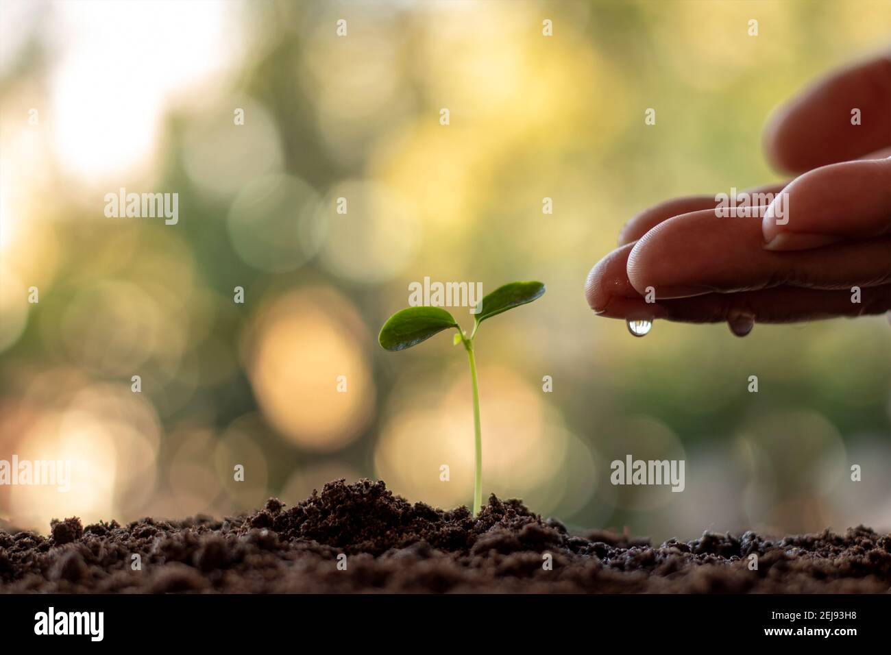 Growing crops on fertile soil and watering plants, including showing ...