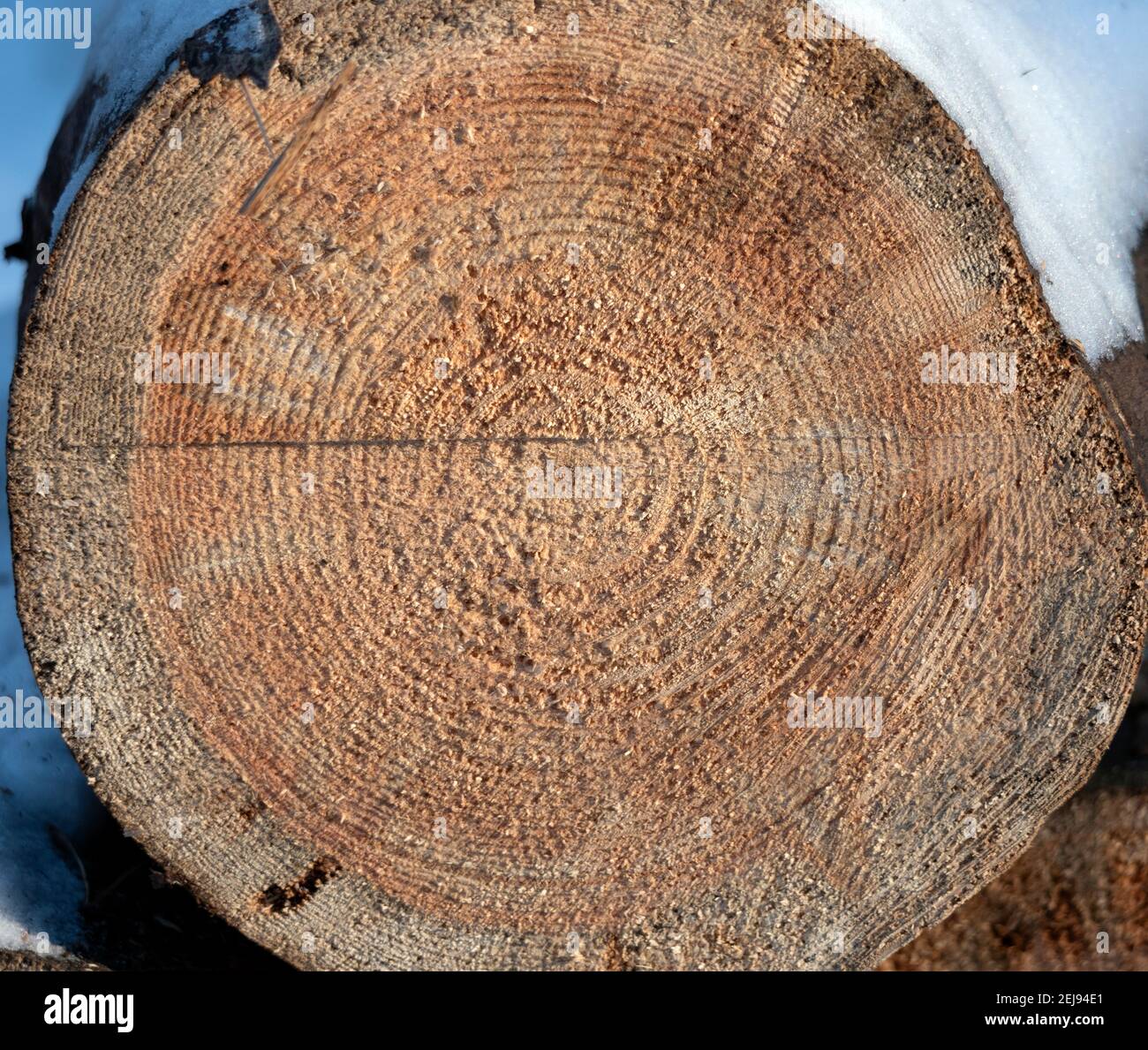 Wooden circle with a split cut of the log Stock Photo - Alamy