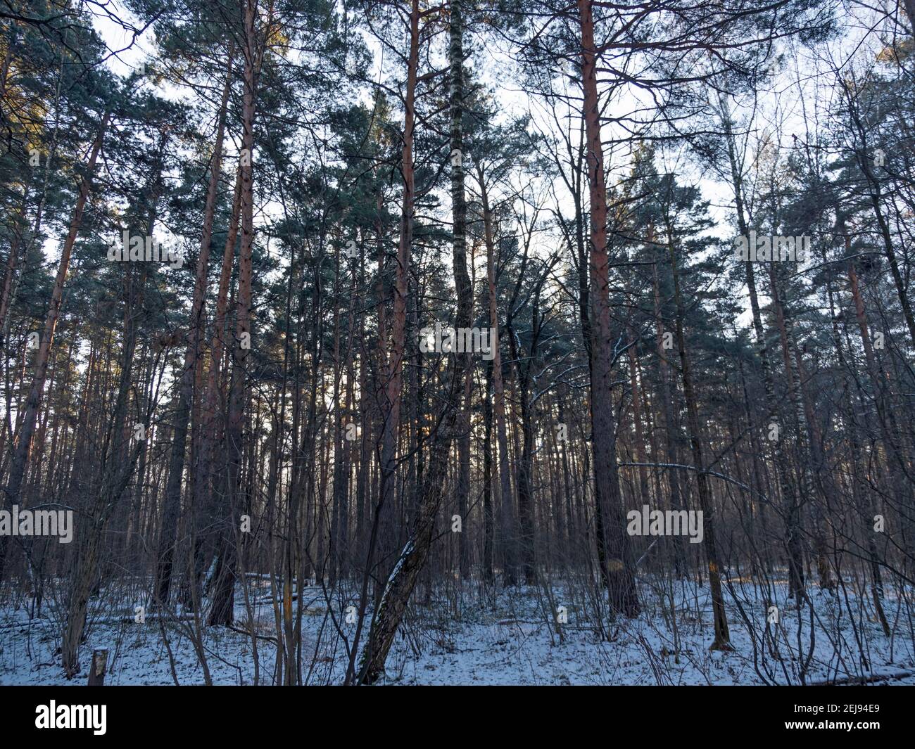 Winter forest during a snowfall Stock Photo - Alamy
