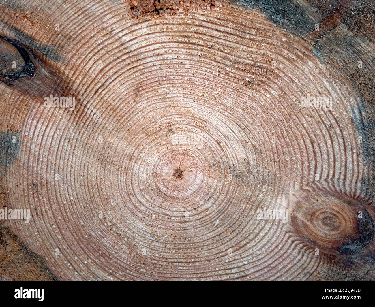 Wooden circle with a split cut of the log Stock Photo - Alamy