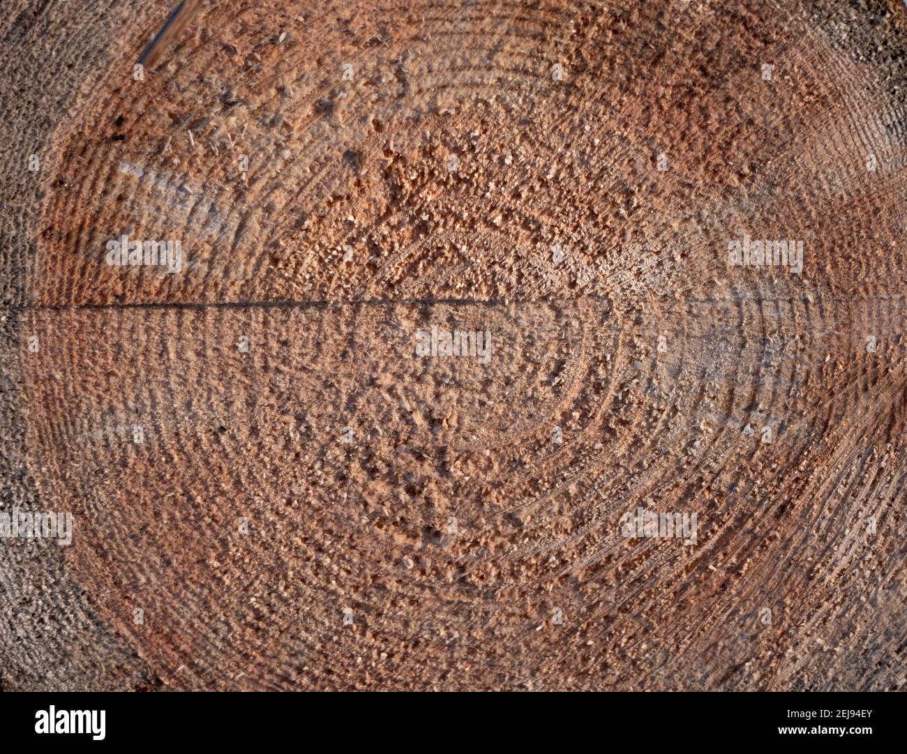 Wooden circle with a split cut of the log Stock Photo - Alamy