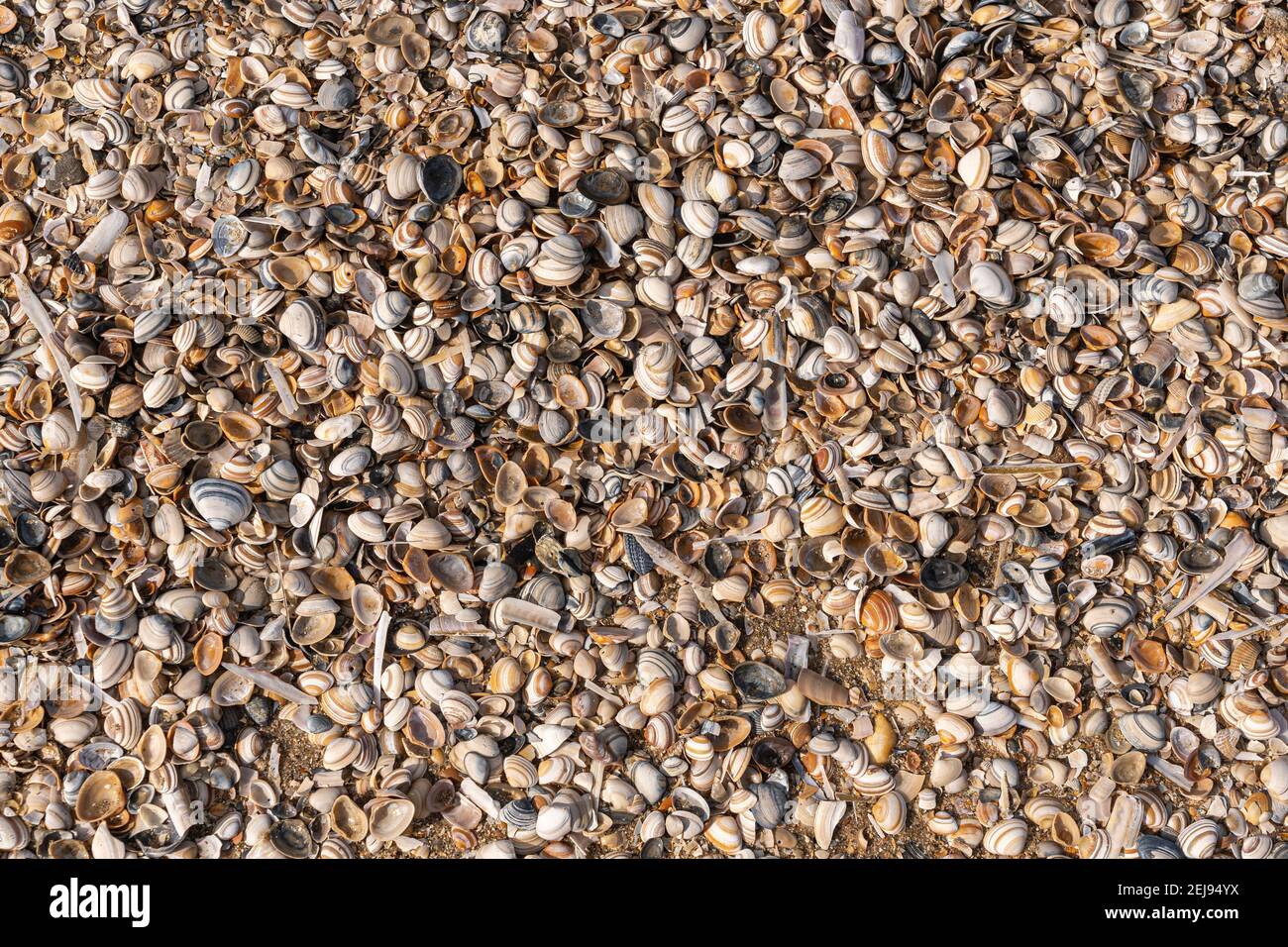 Northsea beach full of shells Stock Photo - Alamy