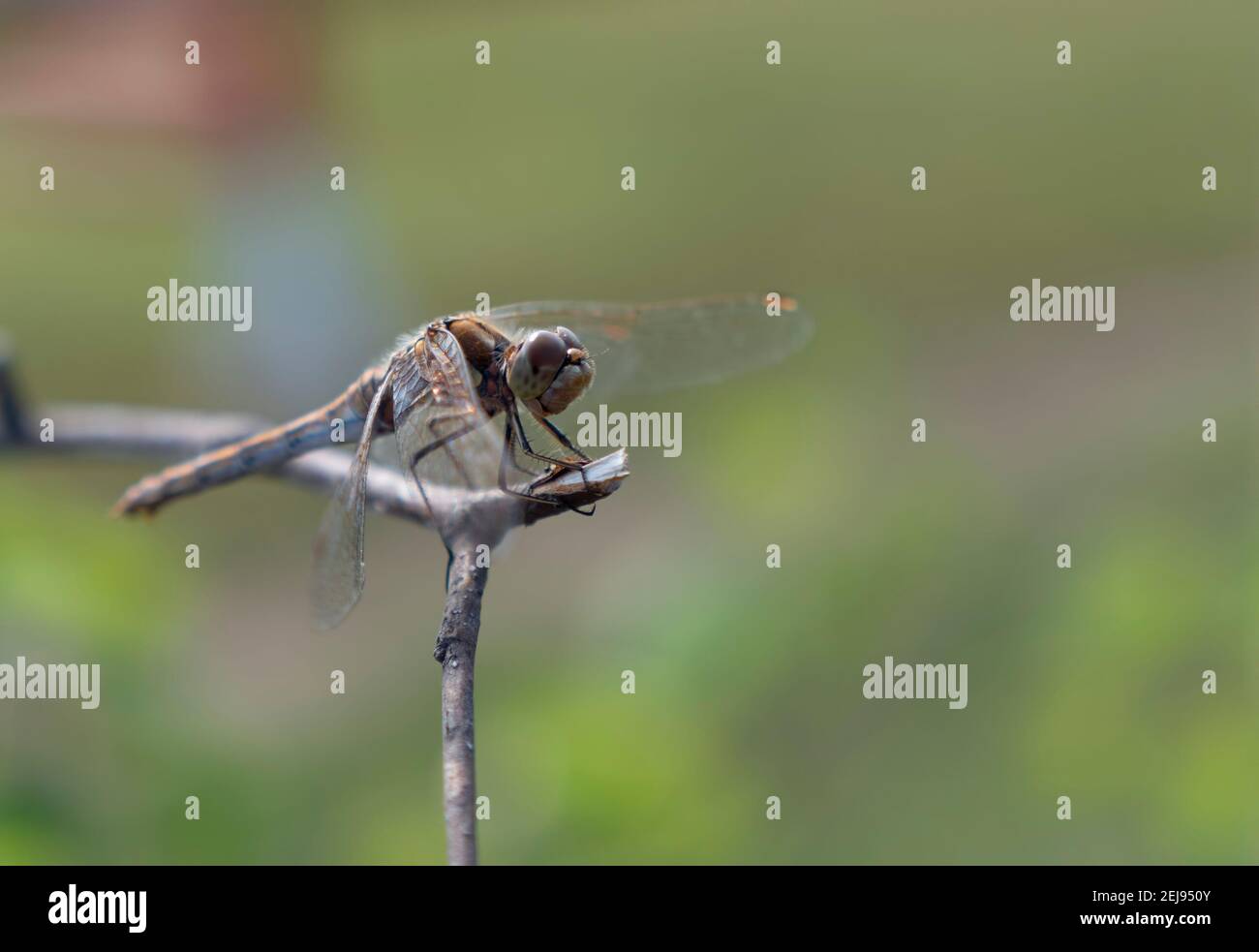Dragonfly in middle water hi-res stock photography and images - Alamy