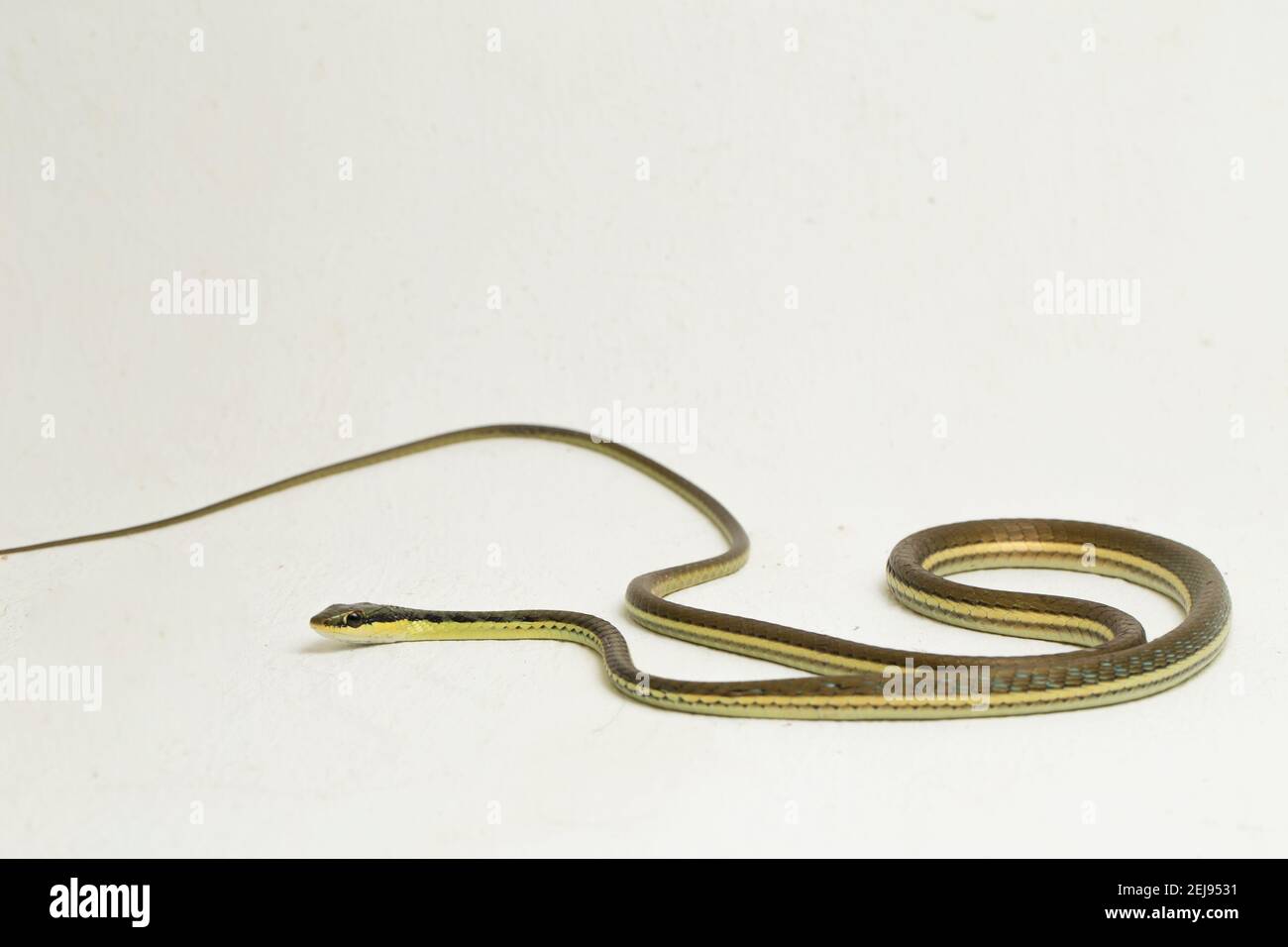 Painted bronzeback snake (Dendrelaphis pictus) isolated on white ...