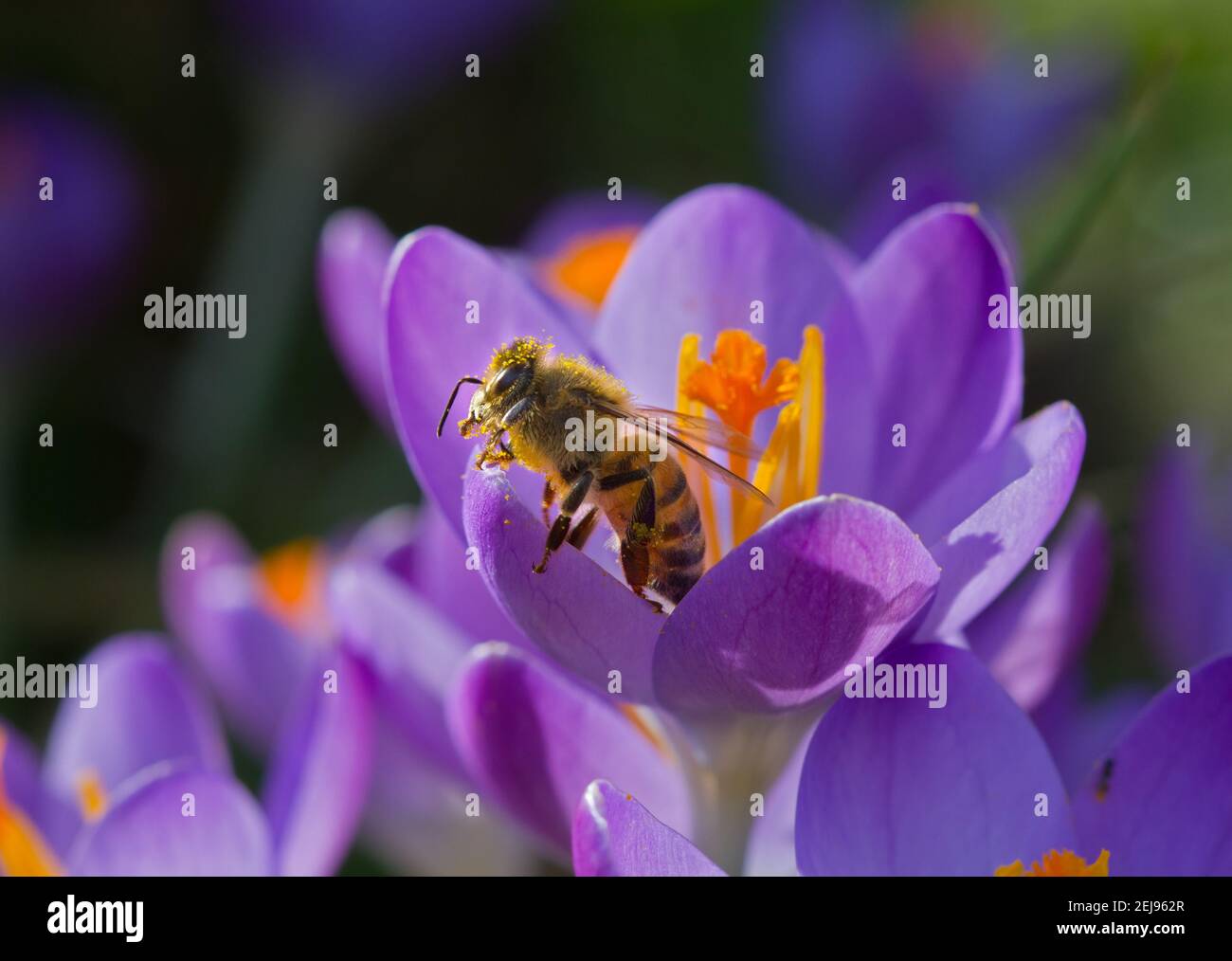 Pollination: Honey bee on violet crocus with saffron-colored stamens ...