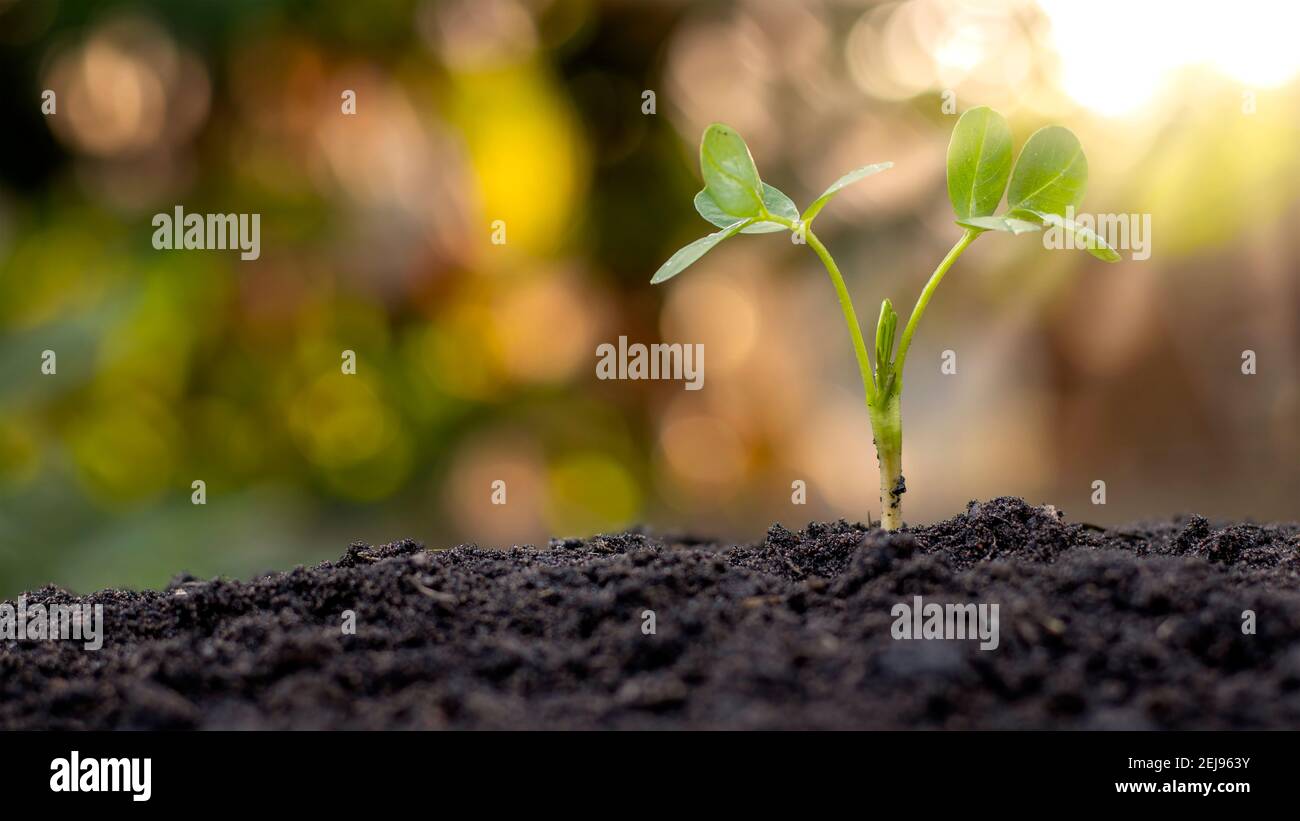 Small trees with green leaves, natural growth and sunlight, the concept ...