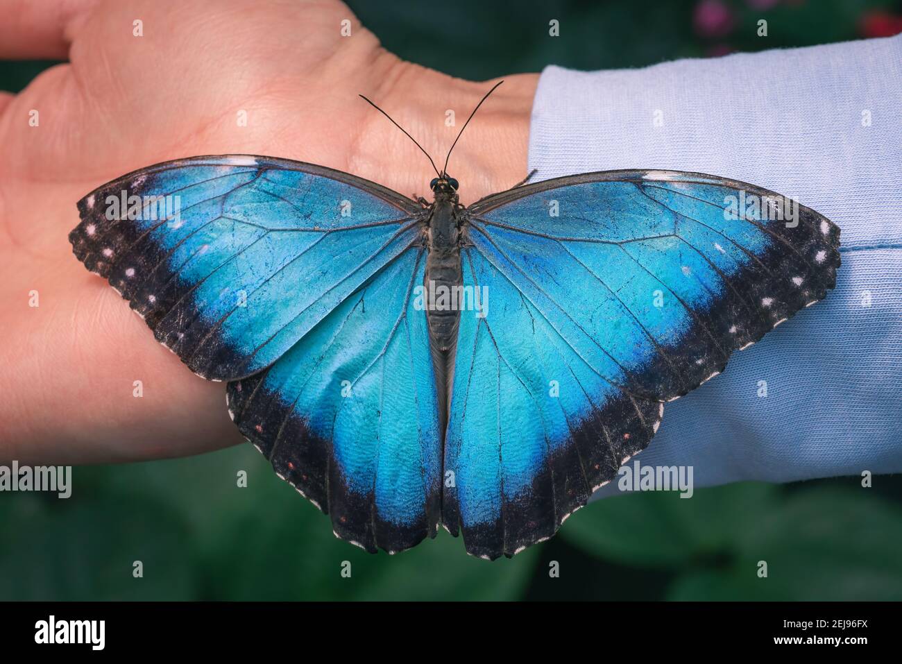 Blue morpho on hand hi-res stock photography and images - Alamy
