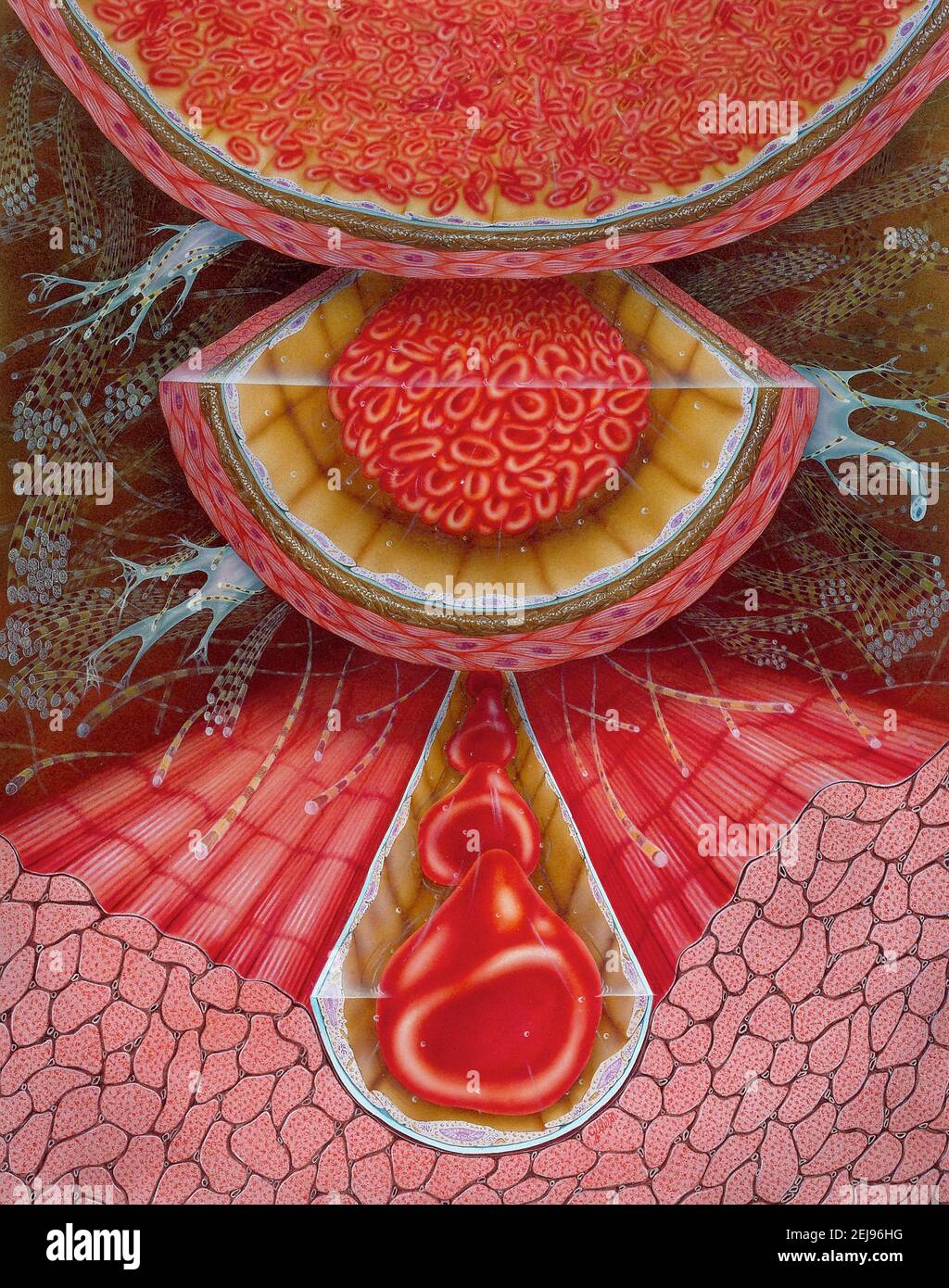 Venous blood cell hi-res stock photography and images - Alamy