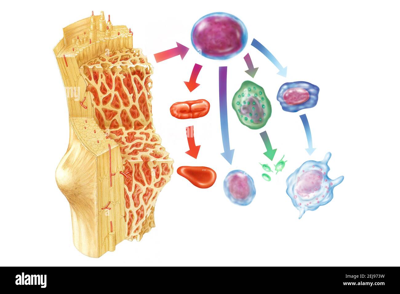 Stem cell, drawing Stock Photo - Alamy