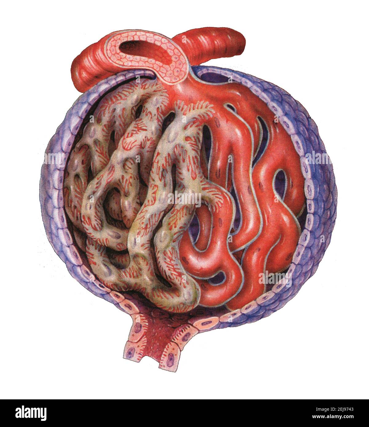 Kidney glomerulus, drawing Stock Photo - Alamy