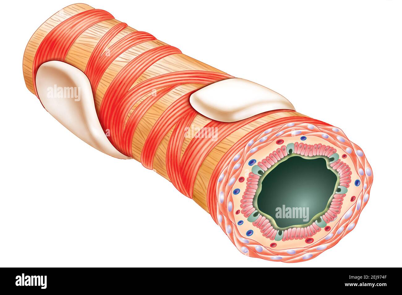 Bronchus drawing hi-res stock photography and images - Alamy