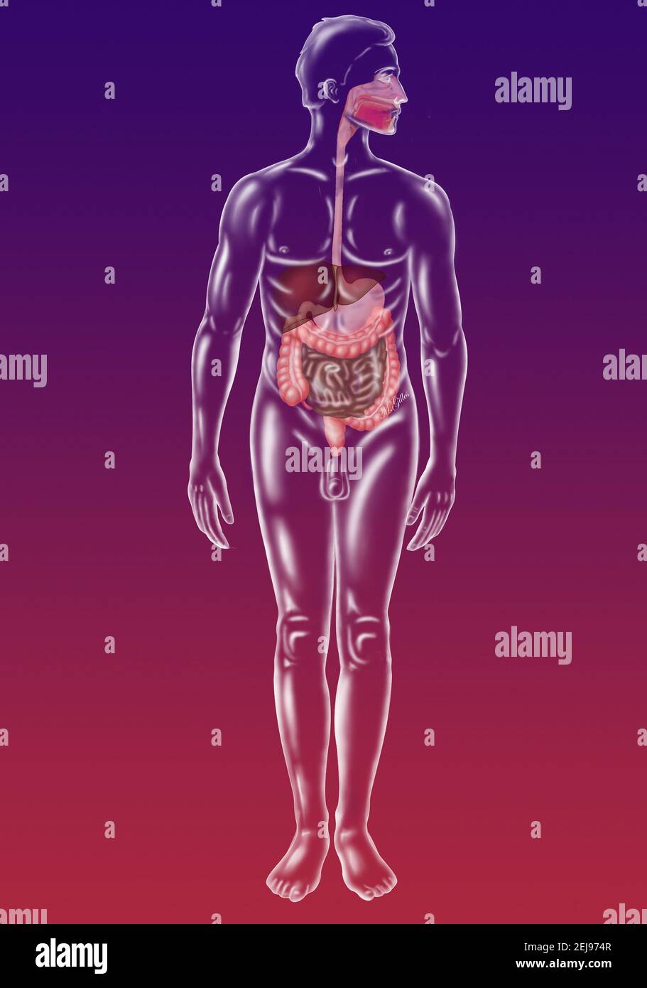 Male digestive system artwork hi-res stock photography and images - Alamy