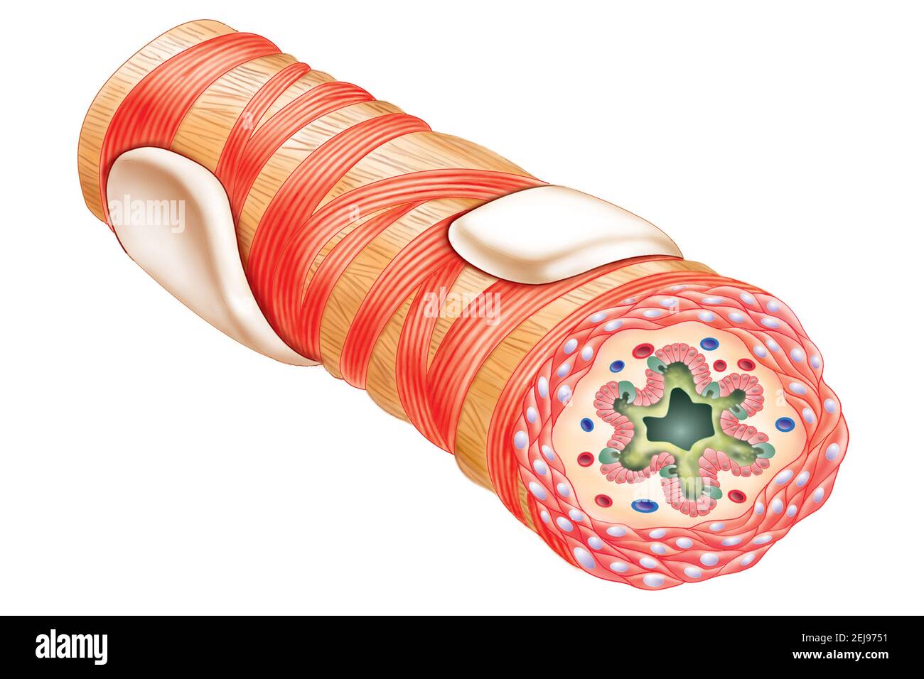 Bronchodilator art hi-res stock photography and images - Alamy