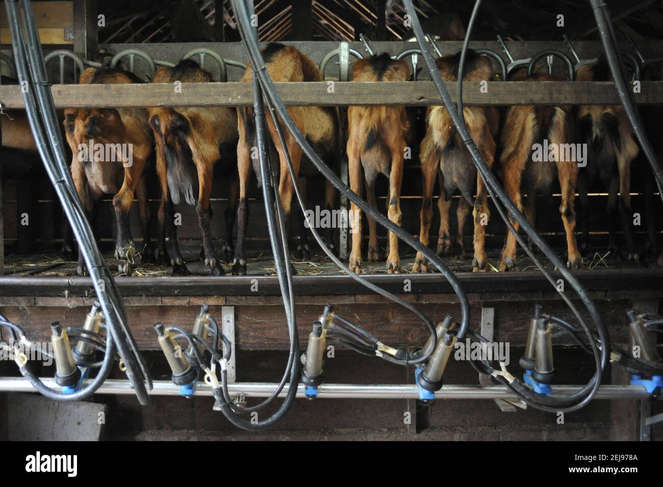 Goat breeding and production of organic product from goat milk Stock ...