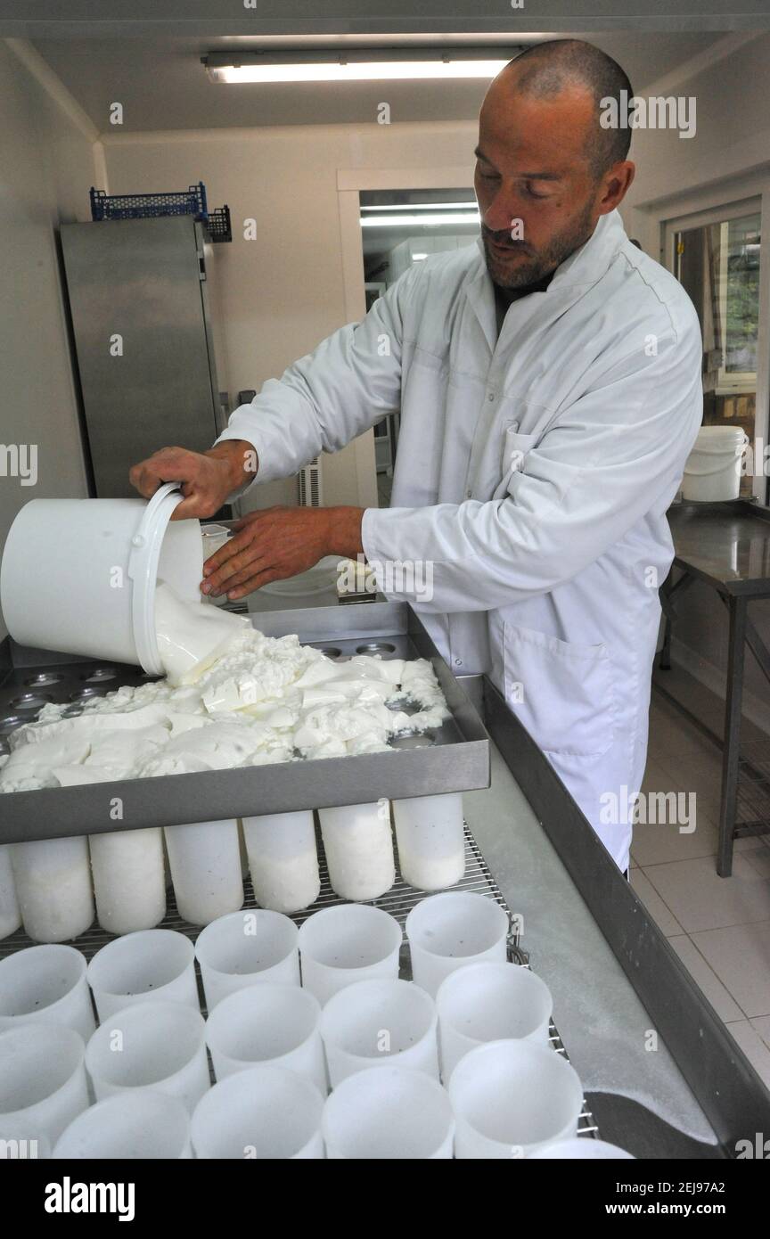 Goat breeding and production of organic product from goat milk Stock ...