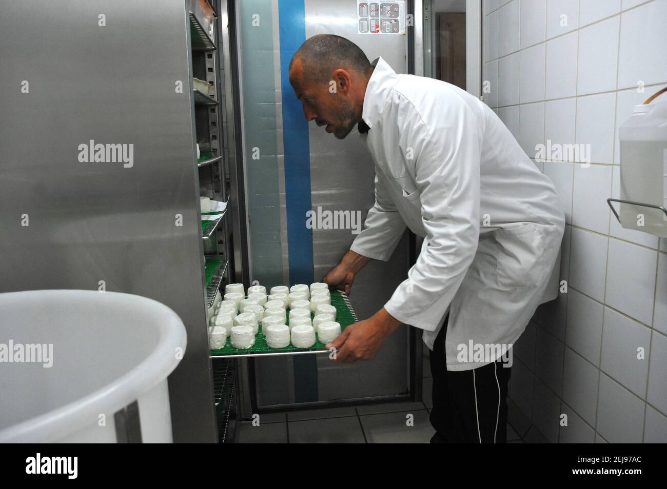 Goat breeding and production of organic product from goat milk Stock ...