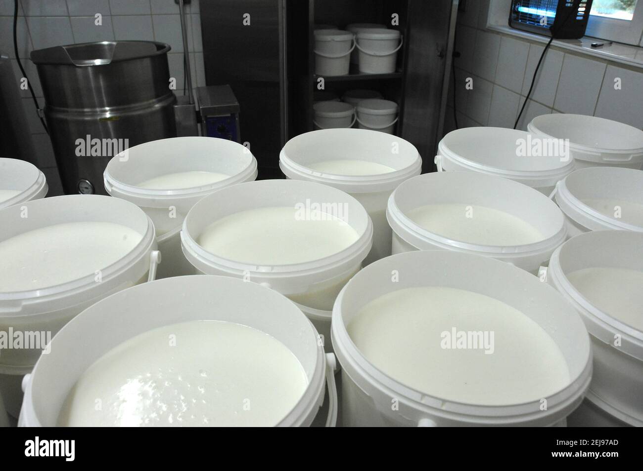 Goat breeding and production of organic product from goat milk Stock ...