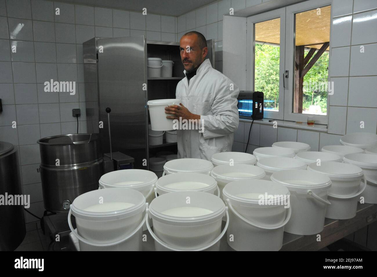 Goat breeding and production of organic product from goat milk Stock ...