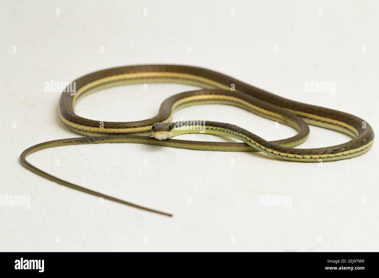 Painted bronzeback snake (Dendrelaphis pictus) isolated on white ...
