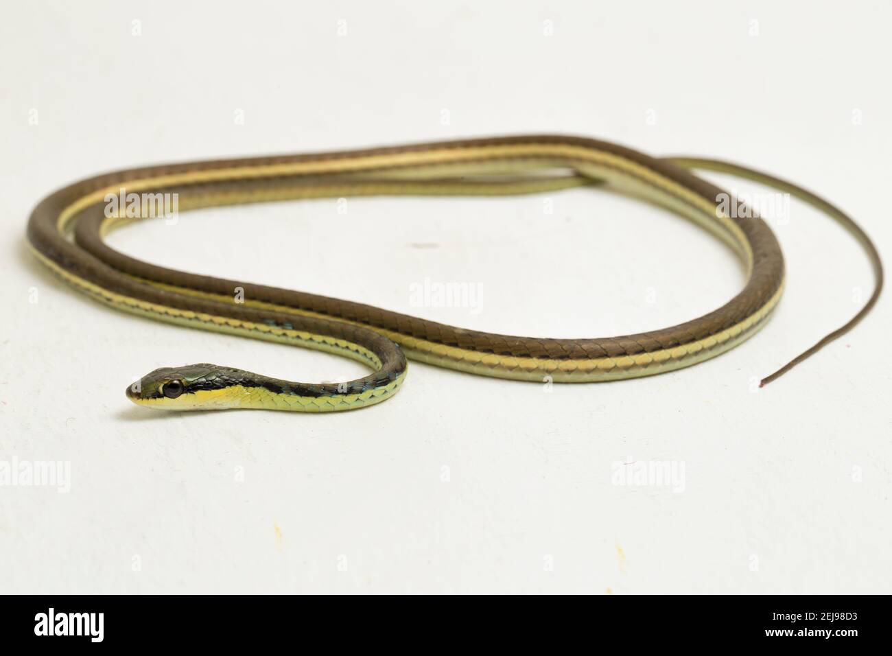Painted bronzeback snake (Dendrelaphis pictus) isolated on white ...