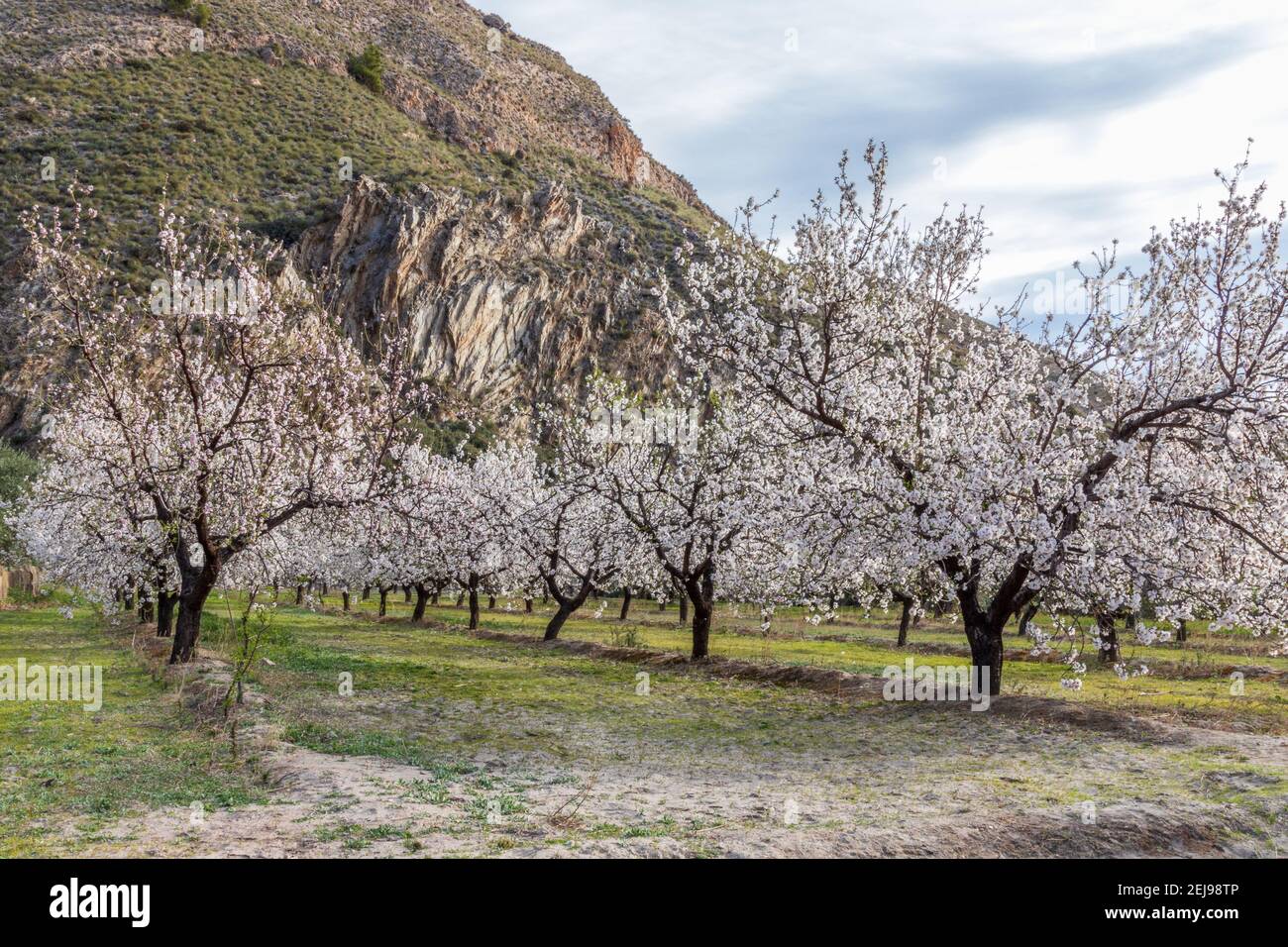 Prunus dulcis, Almond Trees in Blossom Stock Photo - Alamy