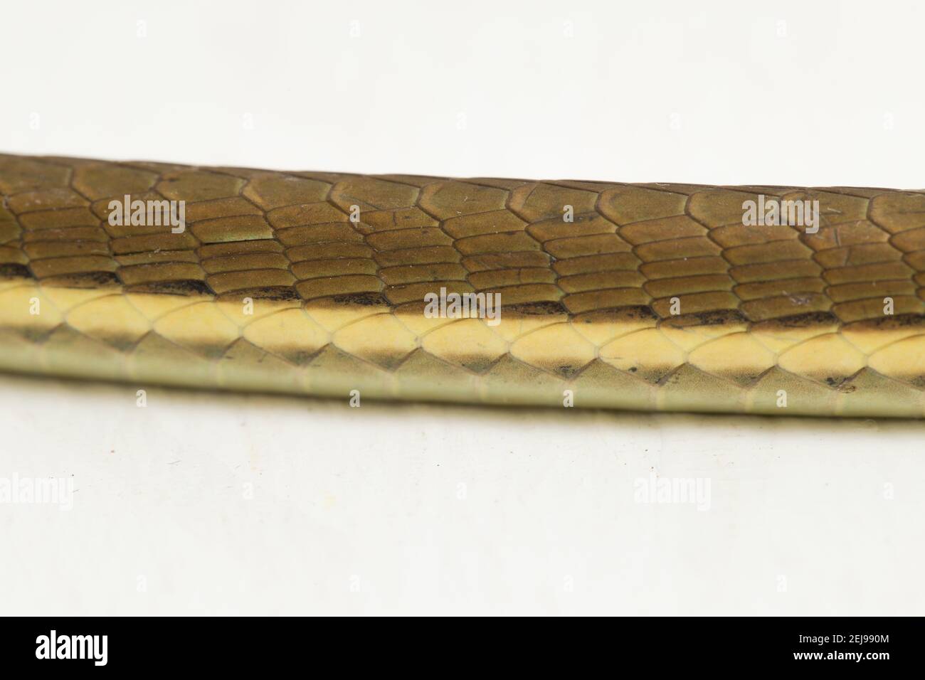 Painted bronzeback snake (Dendrelaphis pictus) isolated on white ...