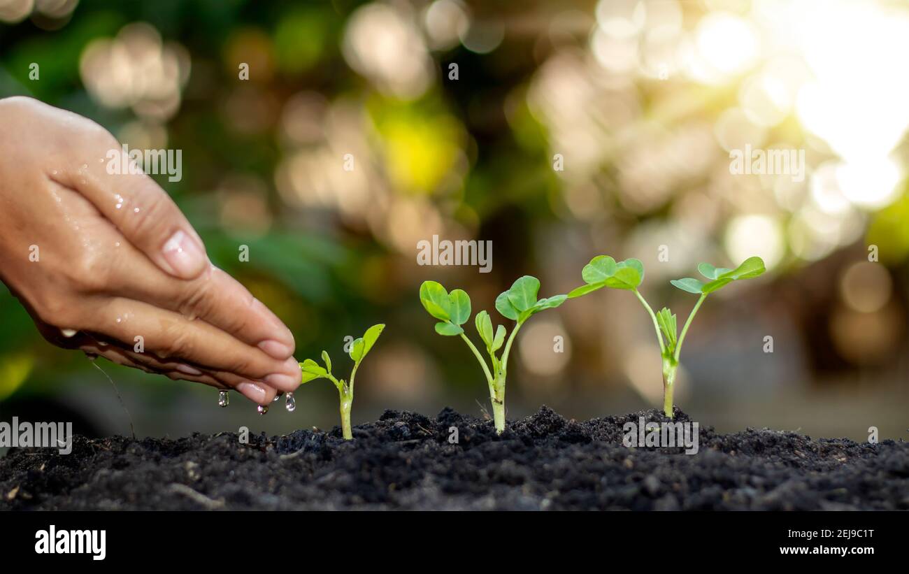 Plant growth stages plant development hi-res stock photography and ...