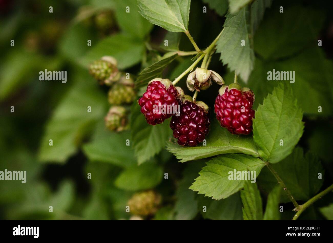 Gardening raspberries hi-res stock photography and images - Alamy