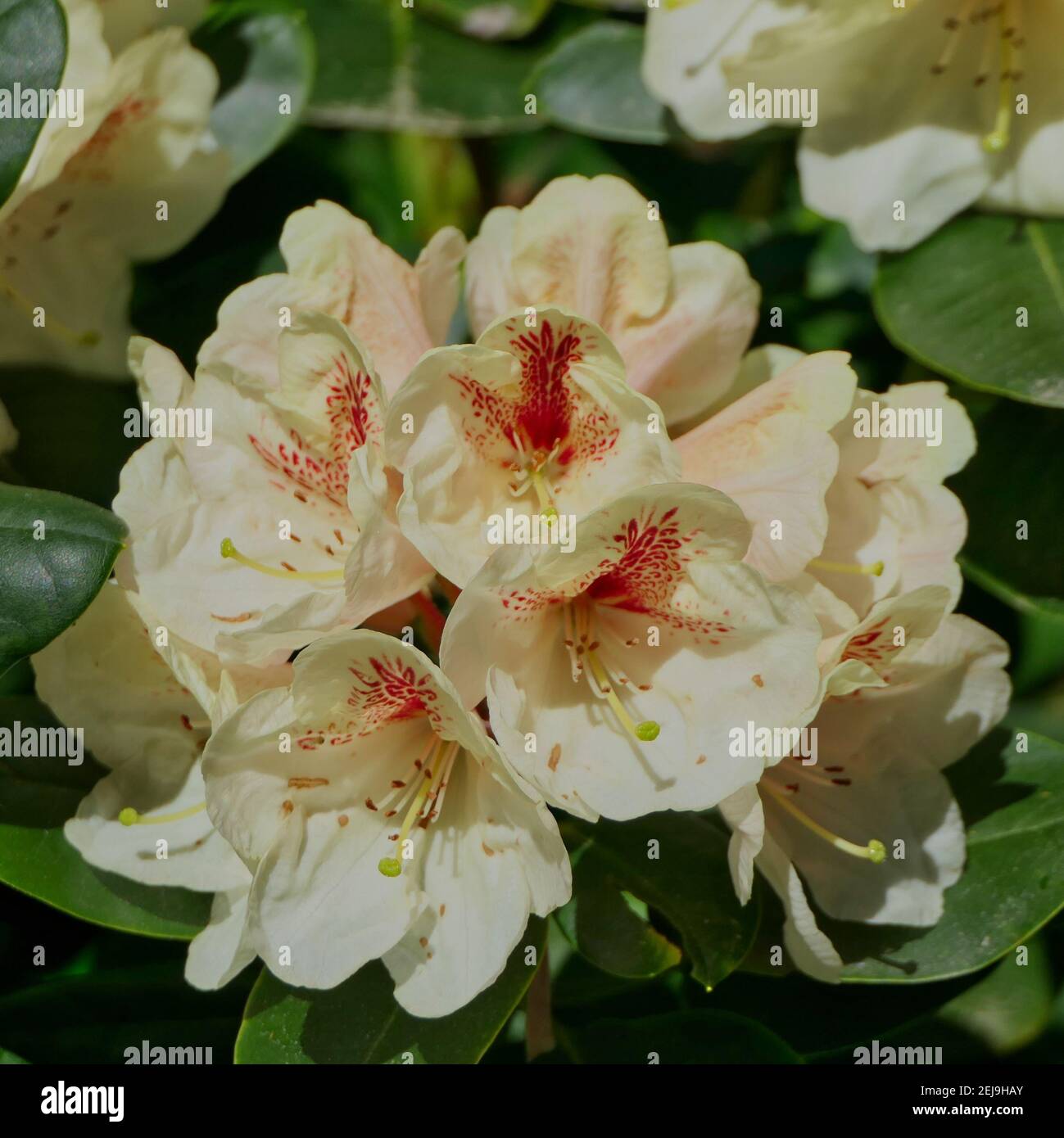 Rhododen hi-res stock photography and images - Alamy