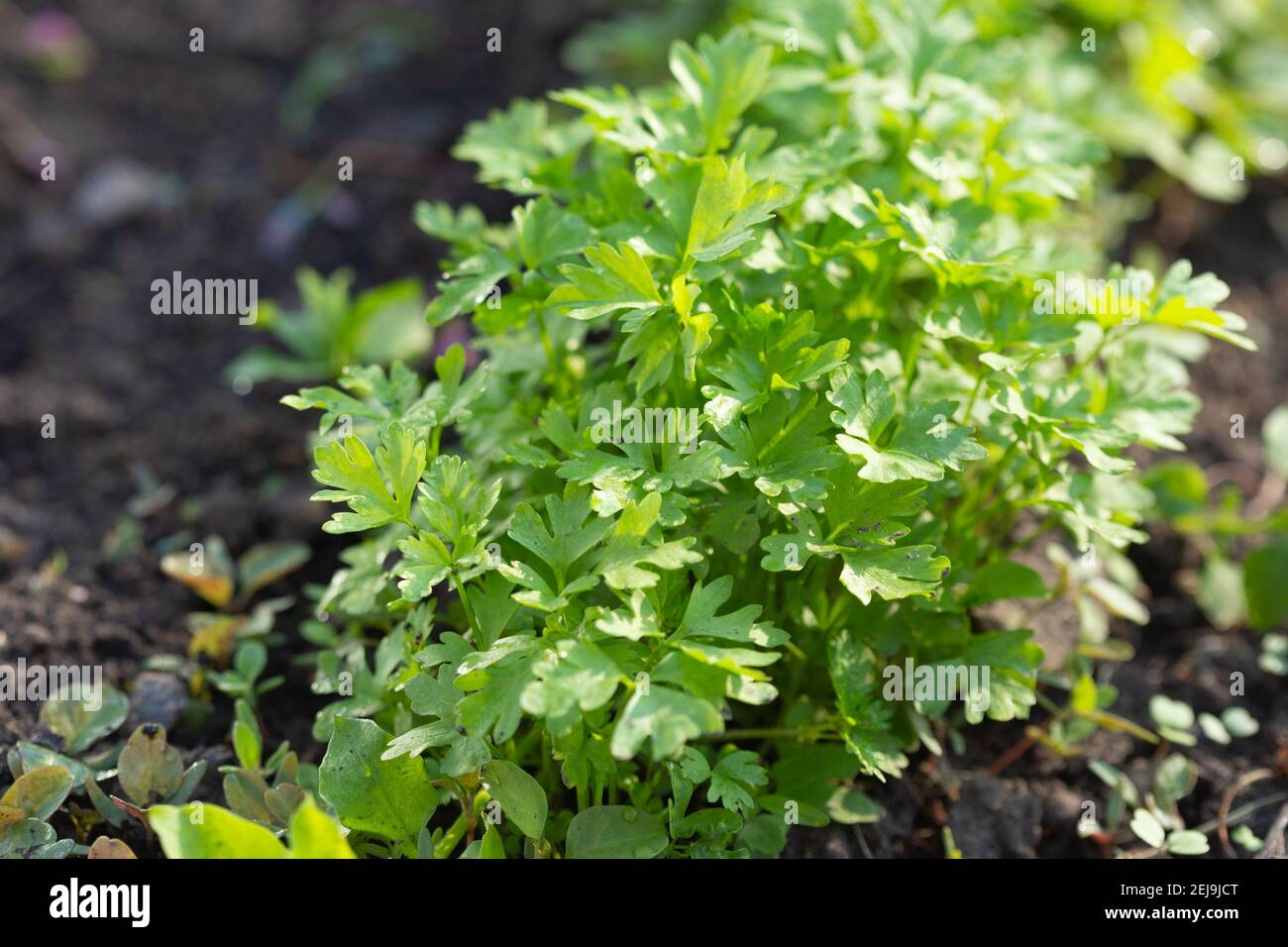 Flat leaf parley hi-res stock photography and images - Alamy