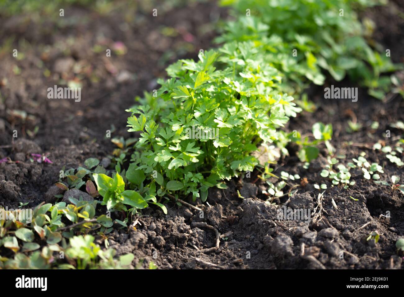 Spring young garden parsley growing on soil. Flat leaf parsley in ...