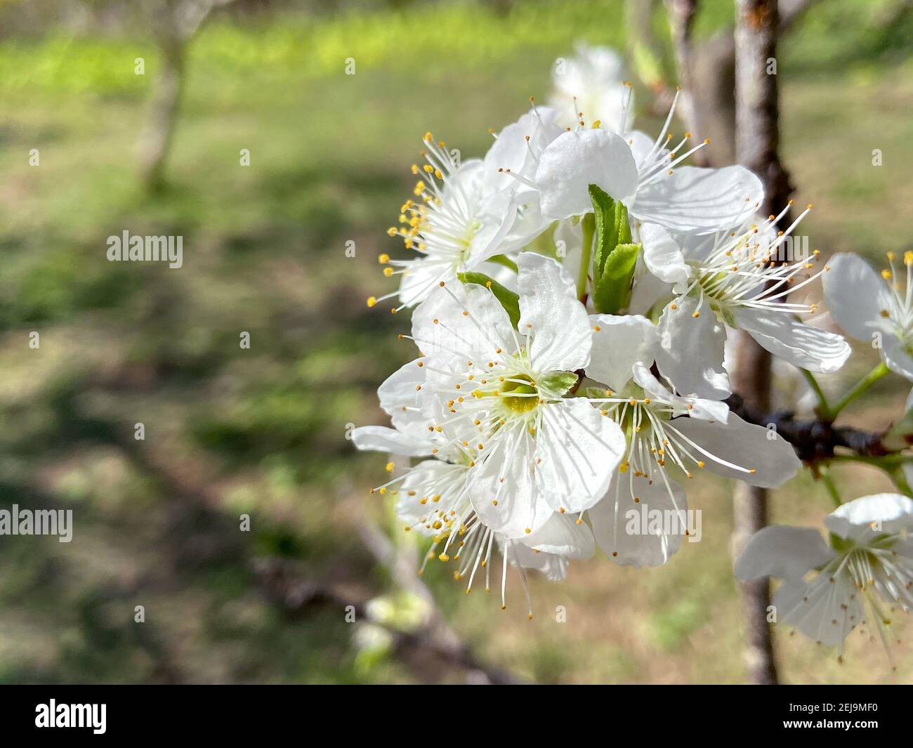 Beautiful Chinese Oriental Plum blooming in white color in springtime ...