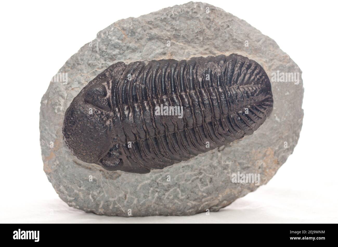 Trilobite beetle hi-res stock photography and images - Alamy