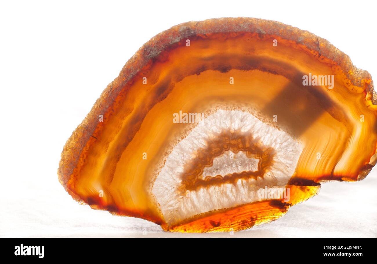 Turritella agate hi-res stock photography and images - Alamy