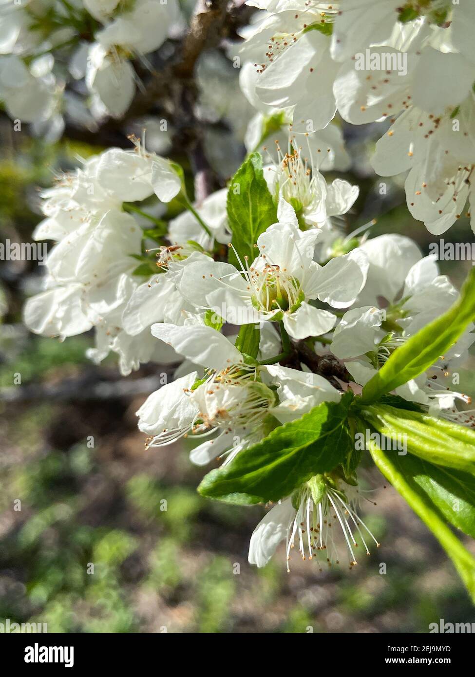 Beautiful Chinese Oriental Plum blooming in white color in springtime ...