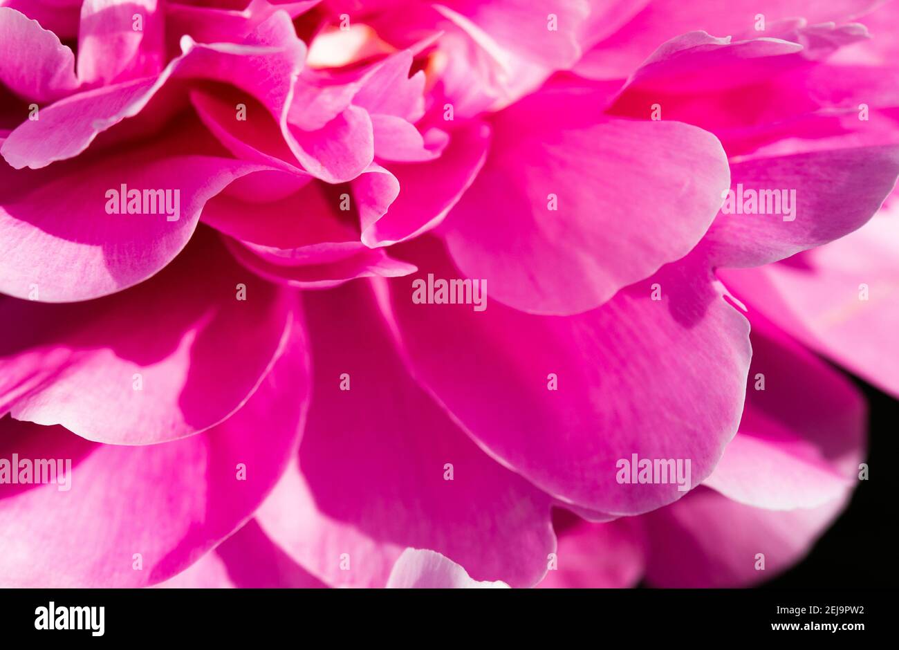 Pink pion petal background. Peony plant. Spring flowers Stock Photo - Alamy