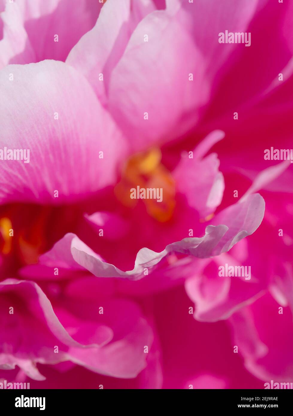 Pink pion petal background. Peony plant. Spring. Vertical photo Stock ...