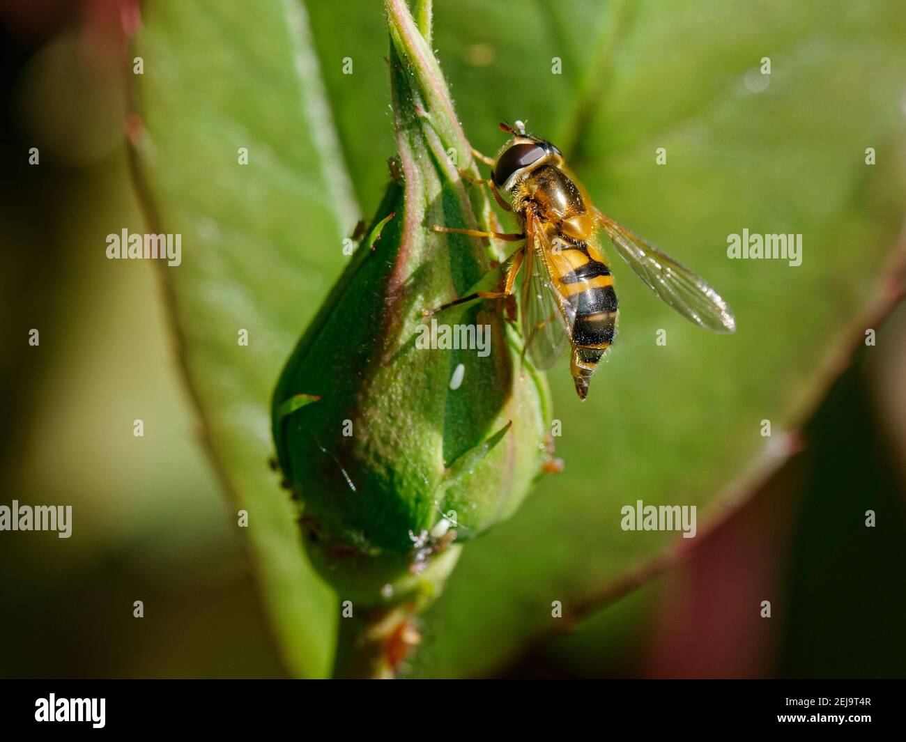 Female Hoverfly (Epistrophe eligans) laying eggs on Rose flower bud ...